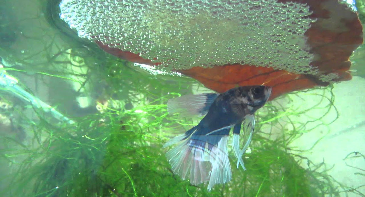 Fakta Unik Tentang Ikan Cupang atau Ikan Petarung (Betta Sp) - Dzargon