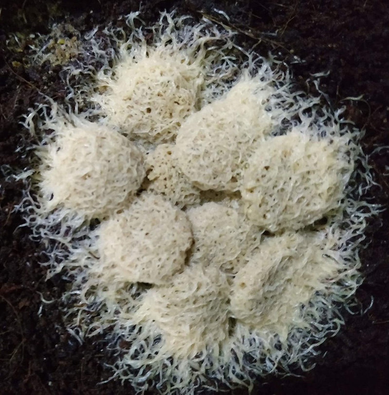 Enchytraeus buchholzi - Cara Budidaya dan Kultur Grindal Worm untuk ...