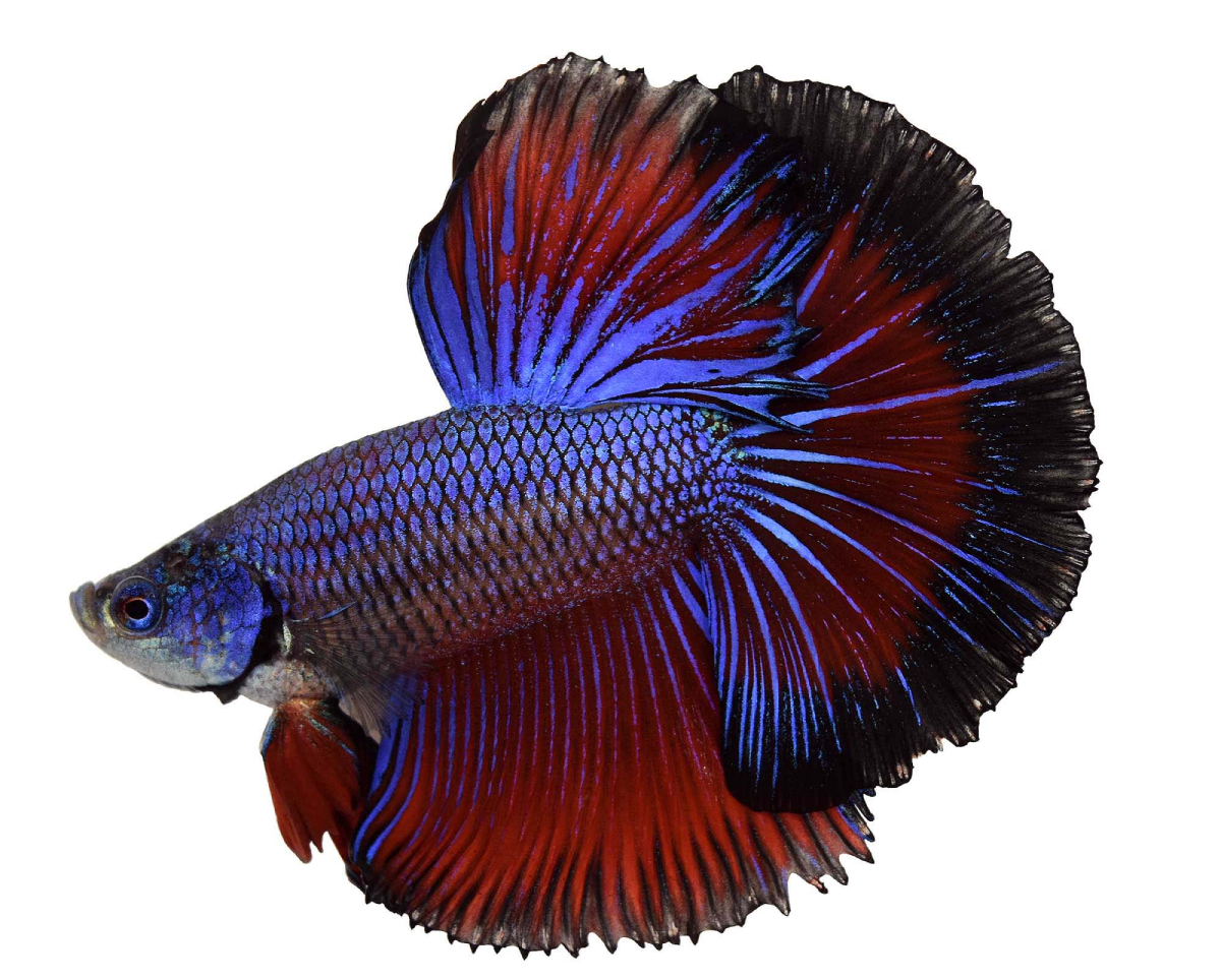 Cara Budidaya Ikan Cupang - Dzargon