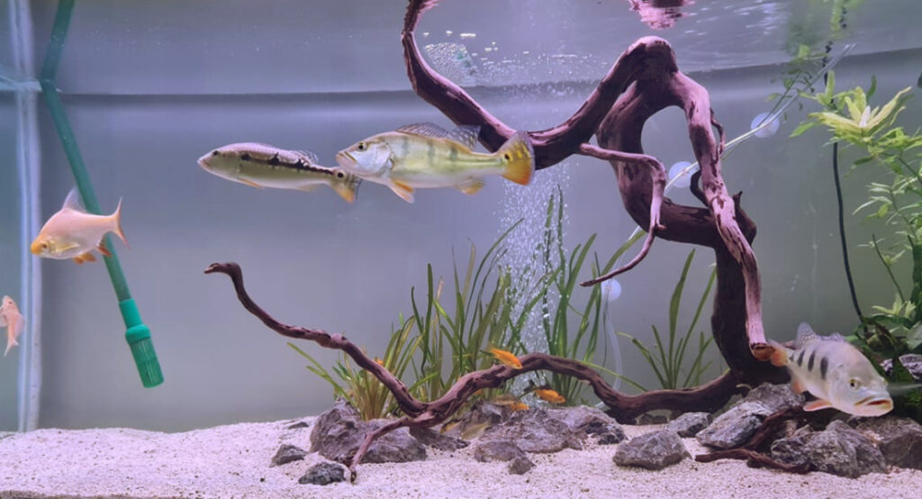 Jenis Ikan Tankmate dari Pbass - Dzargon